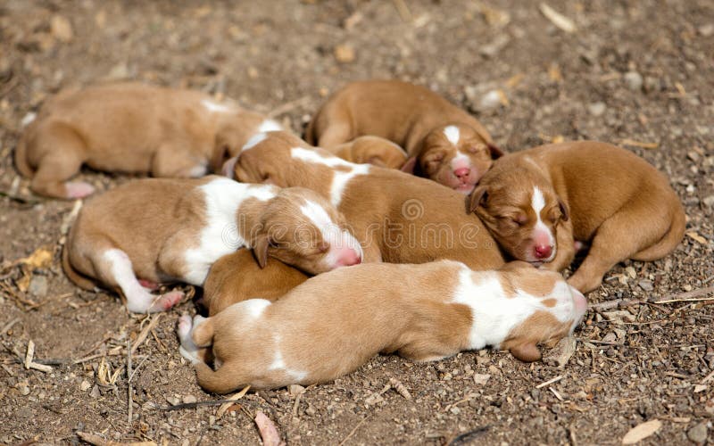 Newborn dogs stock image. Image of animal, brown, small - 34833227