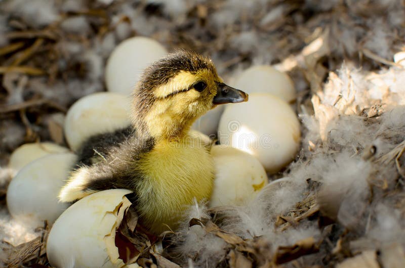 Newborn duckling stock photo. Image of feet, grass, beak - 77759578
