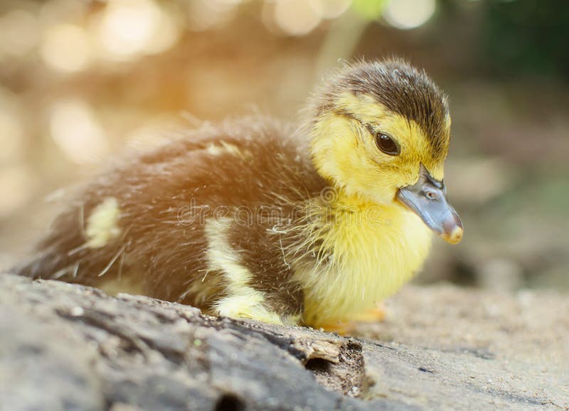 Vulnerable Duckling Swimming Stock Image - Image of feathery, lake ...