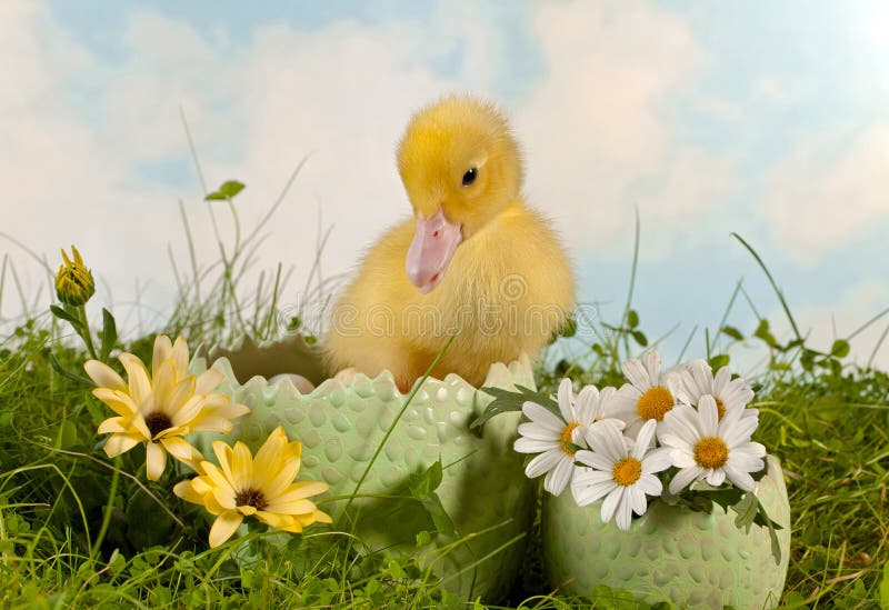 Newborn Duckling in the Garden Stock Photo - Image of closeup, born ...