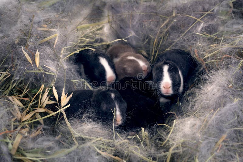 The Hollander Rabbit. Isolated on White Background Stock Image - Image ...