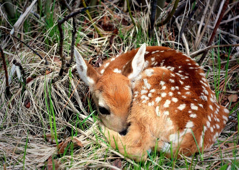 4,365 Spotted Fawn Photos - Free & Royalty-Free Stock Photos from ...