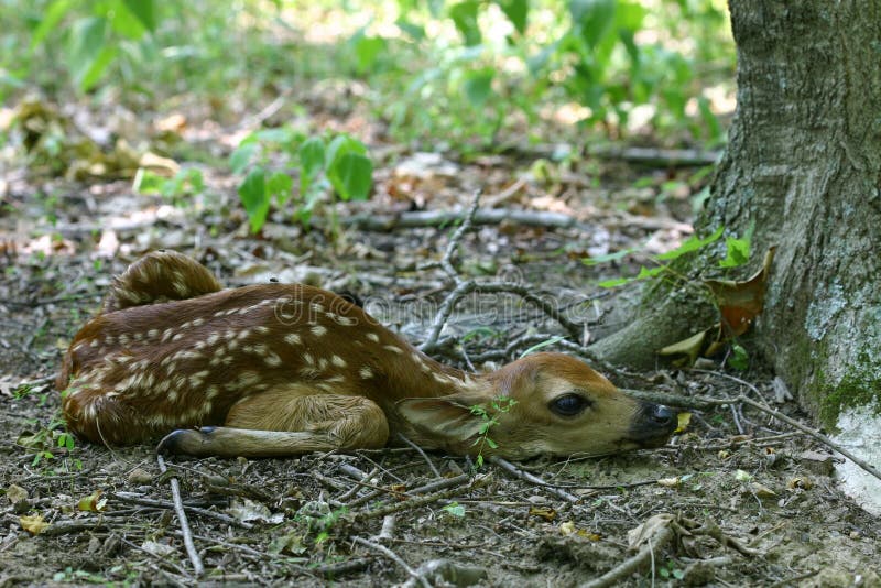 Newborn Fawn stock photo. Image of youth, youthful, newborn - 965678