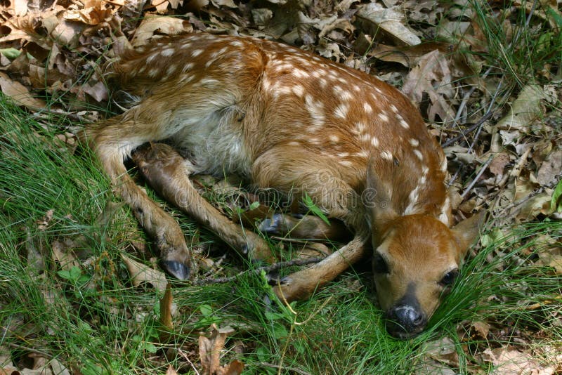 Newborn Fawn stock image. Image of calm, woods, ground - 965679