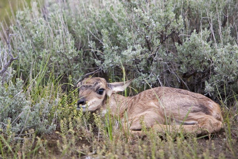 Newborn Pronghorn Fawns stock photo. Image of outdoors - 12255410