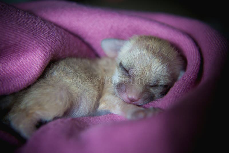 Newborn Fennec Fox Cub on Hand, 2 Weeks Old Stock Image - Image of ...