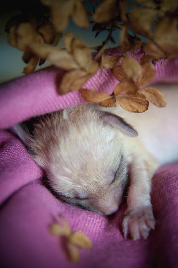 Newborn Fennec Fox Cub on Hand, 2 Weeks Old Stock Image - Image of ...