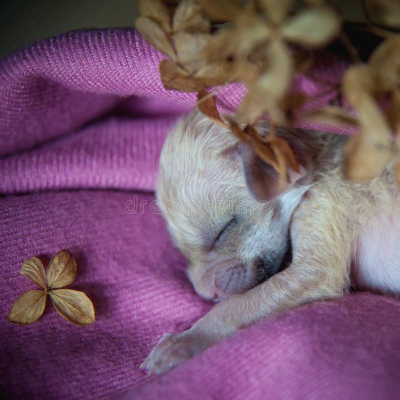 Newborn Fennec Fox Cub on Hand, 2 Weeks Old Stock Image - Image of pink ...