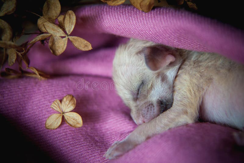 Newborn Fennec Fox Cub on Hand, 2 Weeks Old Stock Image - Image of ...