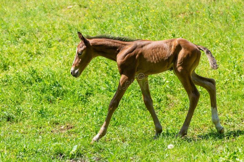 Newborn Foal Doing First Run Stock Image - Image of looking, move ...