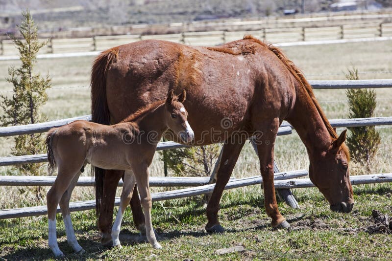 Mare and Newborn Foal Horse Colt in Corral Stock Image - Image of ...