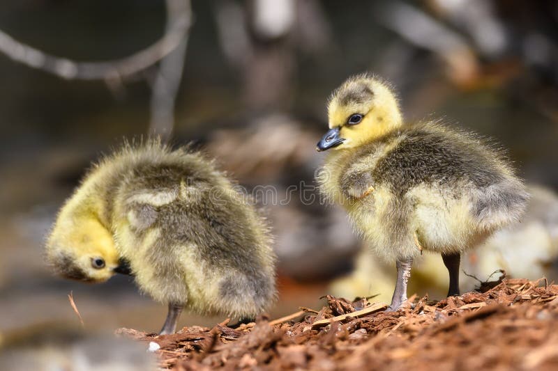 Newborn Gosling Exploring the Fascinating New World Stock Photo - Image ... Newborn Gosling Exploring the Fascinating New World Stock Photo - Image ...