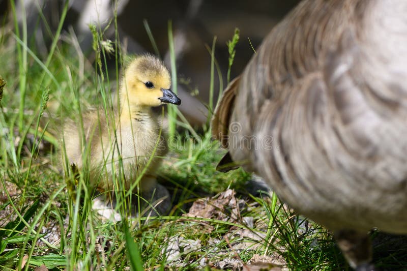 Newborn Gosling Exploring the Fascinating New World Stock Image - Image ... Newborn Gosling Exploring the Fascinating New World Stock Image - Image ...