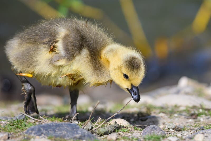 Newborn Gosling Learning To Search for Food Stock Image - Image of ...