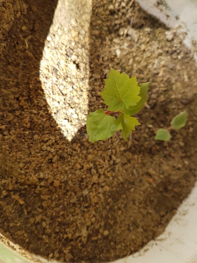 NewBorn Grape Tree stock photo. Image of beautiful, tree - 176800998