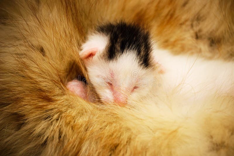 Newborn kitten. stock image. Image of milk, kitty, caress - 18659385