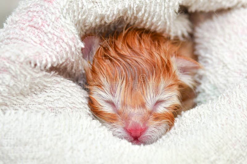 Newborn kitten stock image. Image of kitten, veterinary - 29435577