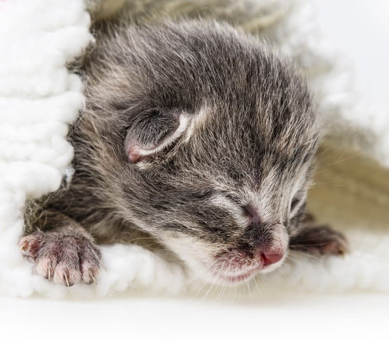 Newborn kitten stock image. Image of cute, grey, newborn - 39802025