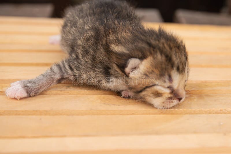 Newborn Kitten Crawling – First Steps of Life Stock Image - Image of ...