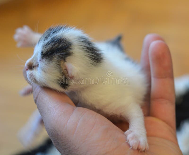 Newborn kitten stock image. Image of frail, house, indoor - 81743611