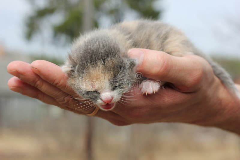 Newborn kitten on a hand stock photo. Image of born, hand - 24481952
