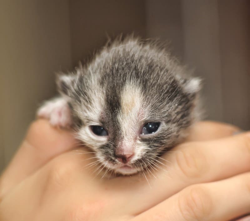 Newborn kitten stock photo. Image of feline, newborn - 31190602