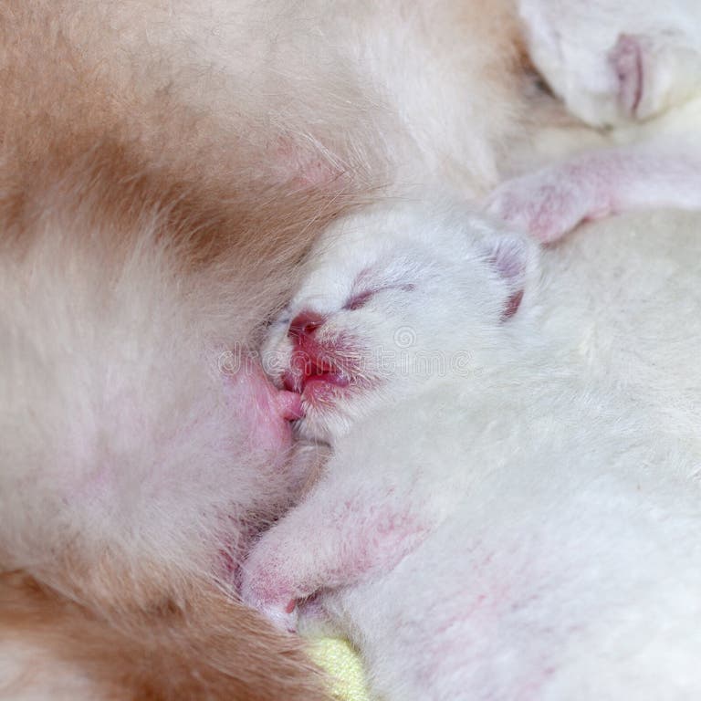 Newborn kitten stock photo. Image of feeding, animals - 31290658