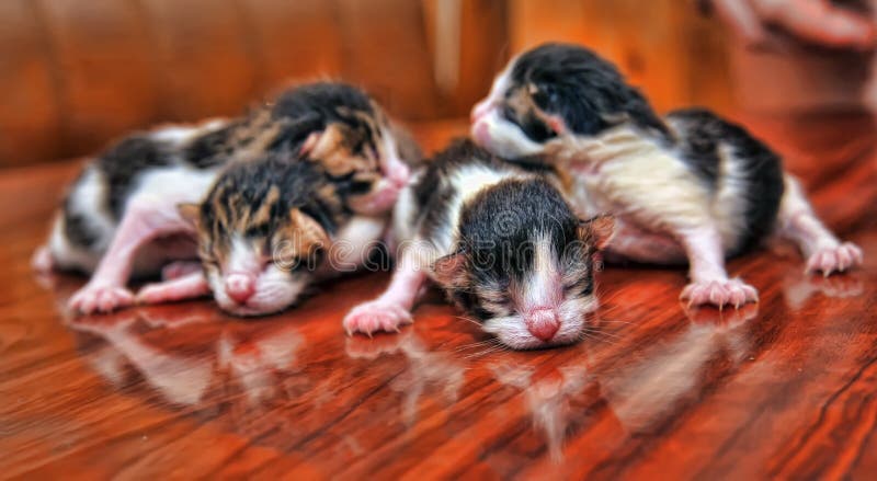 Newborn kittens stock photo. Image of breed, charming - 19833770