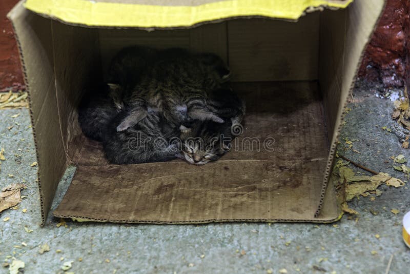 Newborn kittens in a box stock image. Image of cats, beautiful - 80657927