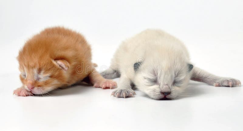 Newborn Kittens