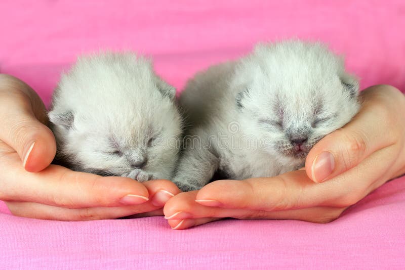 Newborn kittens stock photo. Image of pretty, pink, purebred - 51836242