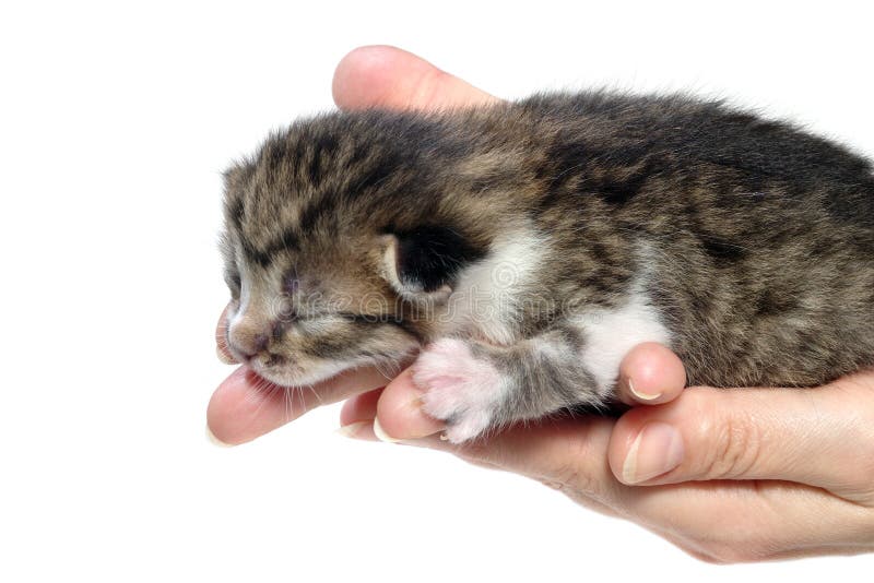 Newborn Kitty Picture. Image: 8914358