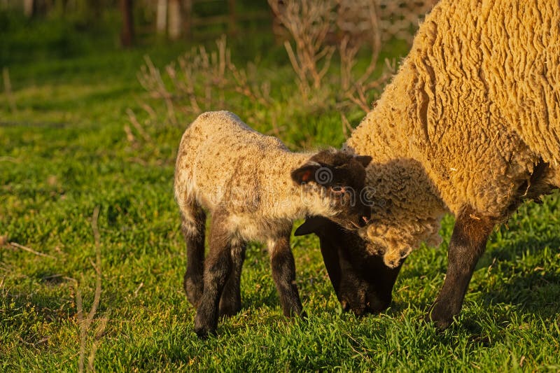A Newborn Lamb with Its Mother Feeding Stock Photo - Image of looking ...