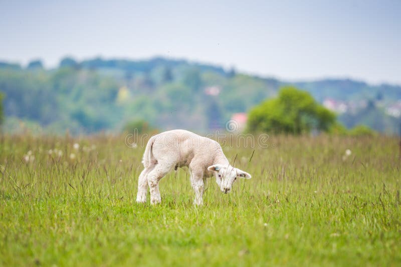 Newborn Lamb in Lush Green Meadow in Spring Time. Stock Image - Image ...