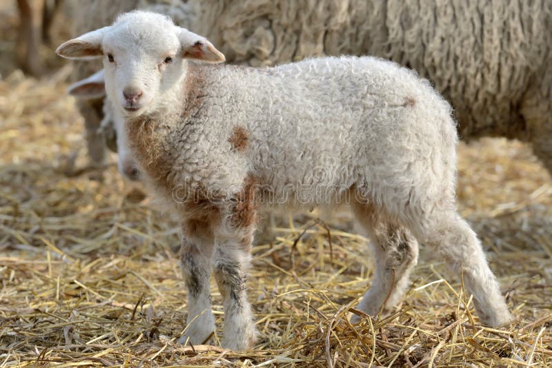 Newborn lambs on the farm stock photo. Image of love - 107492722