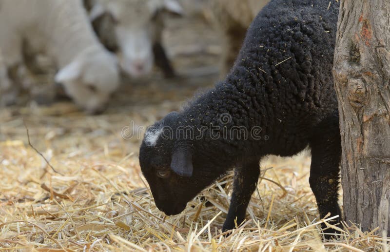 Newborn lambs on the farm stock photo. Image of lamb - 107569554