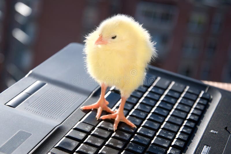 481 Chicken Laptop Stock Photos - Free & Royalty-Free Stock Photos from ...