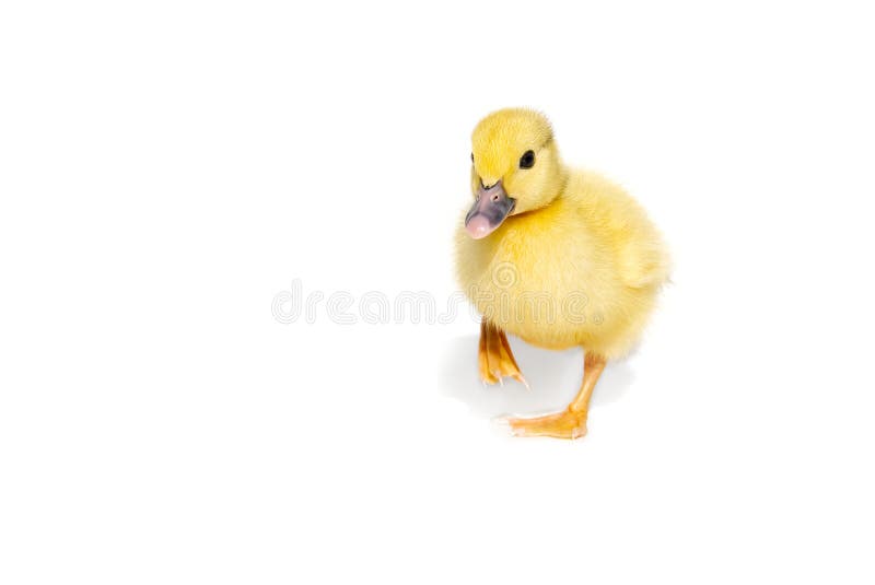 NewBorn Little Cute Yellow Duckling Isolated on White Stock Photo ...