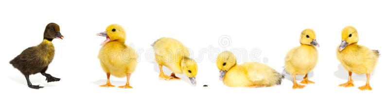 NewBorn Little Cute Yellow Duckling Isolated on White Stock Photo ...