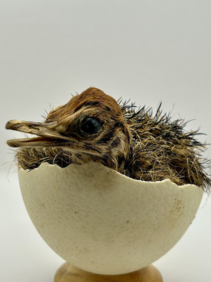 Newborn Ostrich Chick Emerging from Its Shell Stock Image - Image of ...
