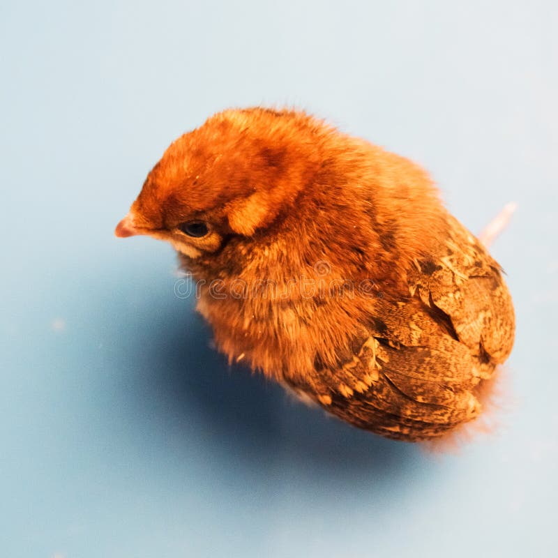 Baby Golden Pheasant Stock Photos - Free & Royalty-Free Stock Photos ...