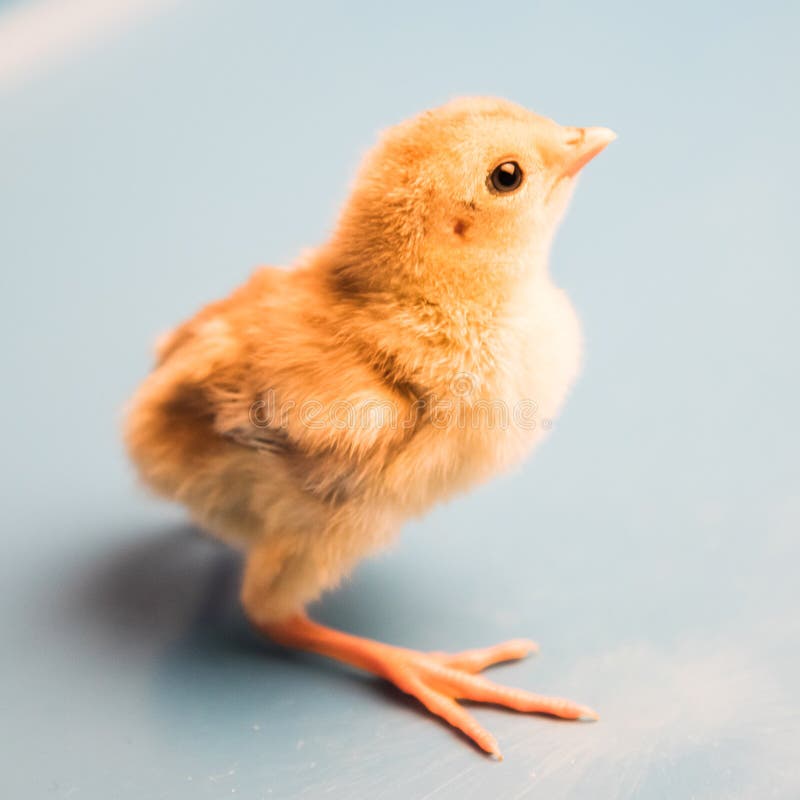 Baby Golden Pheasant Stock Photos - Free & Royalty-Free Stock Photos ...