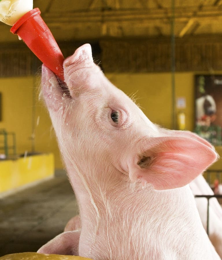 Pig Feeding stock photo. Image of africa, southern, farms - 55517022
