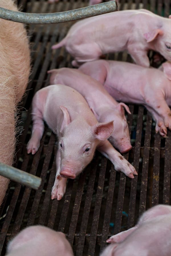 Newborn Piglet Lying Huddling Together for Warmth. Stock Photo - Image ...