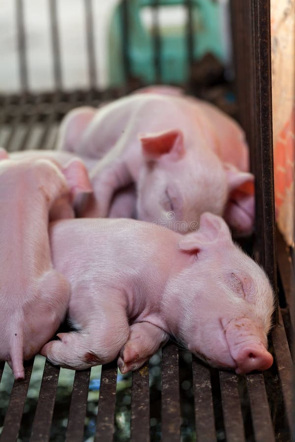 Newborn Piglet Lying Huddling Together for Warmth. Stock Photo - Image ...
