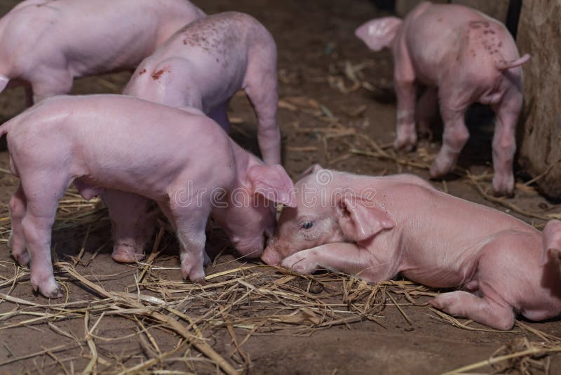 Newborn Piglet they Playfully Tease Each Other Back and Forth. Stock ...