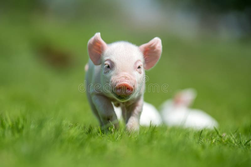 Piglet on Spring Green Grass on a Farm Stock Photo - Image of meat ...