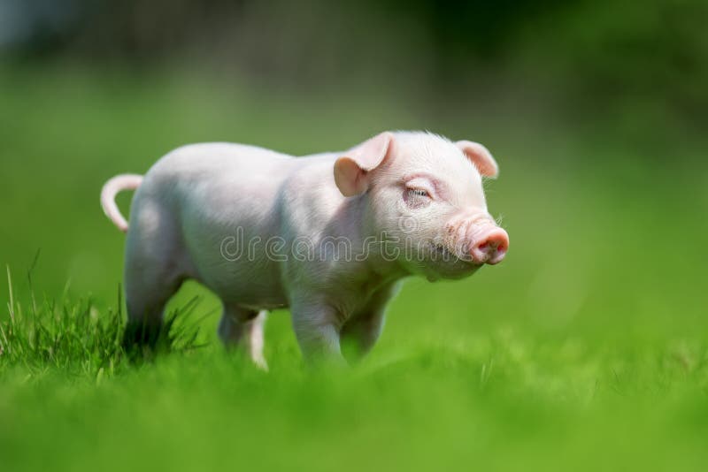 Piglet on Spring Green Grass on a Farm Stock Photo - Image of meat ...
