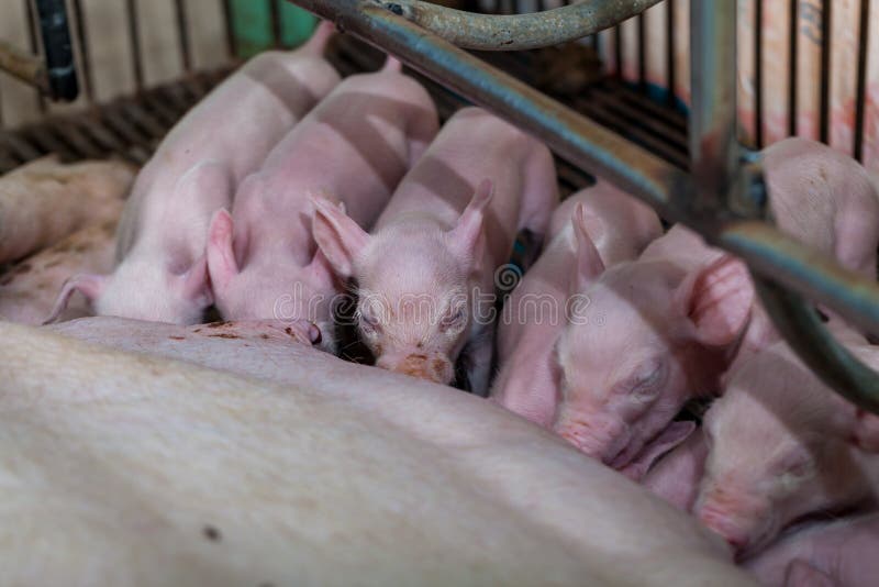Piglet Birth Day After The Mother Pig Feeding Finished. Stock Image ...