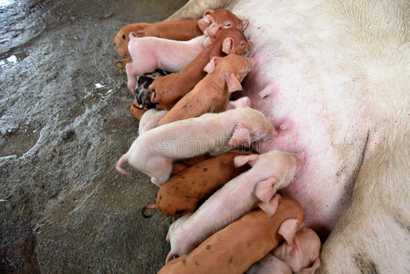 Piglets nursing stock photo. Image of brothers, competitive - 1312762